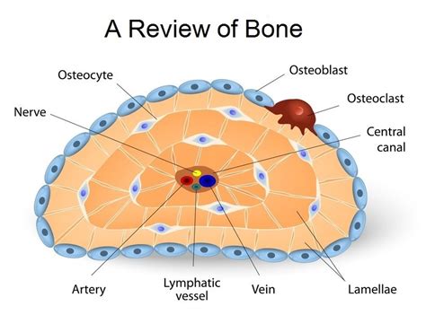 Bone Cells