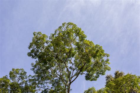 Tree Heaven Sky Free Photo On Pixabay Pixabay