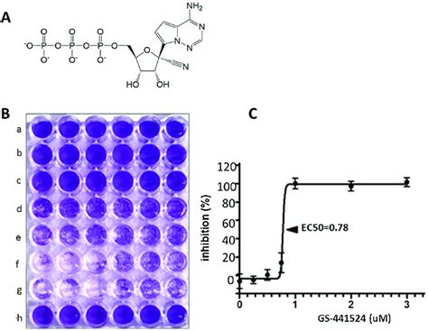 A Molecular Structure Of Triphosphorylated Gs 441524 B Crfk Cell Download Scientific Diagram