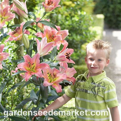 Tree Lily On Stage Giga Pack 50 Pcs Garden Seeds Market Free Shipping