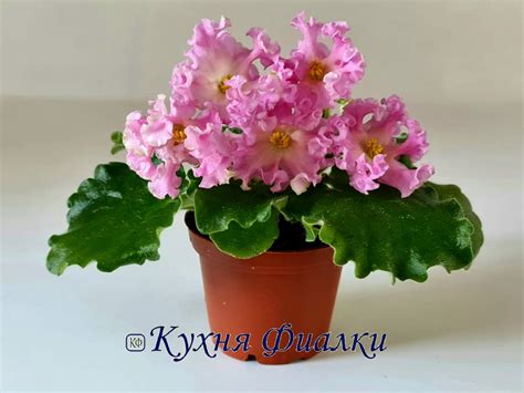 ФИАЛКИ В БЕЛАРУСИИ