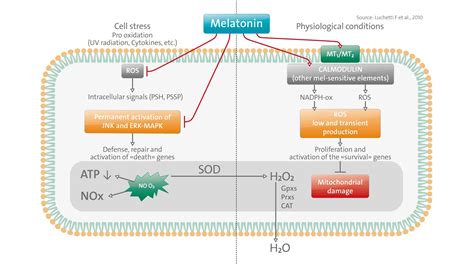 Melatonin Signaling And Cell Protection Function Melatonin Facts