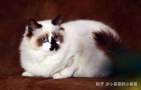 猫咪自己抓掉一撮毛 知乎