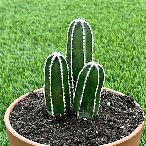 Lophocereus Marginatus Mexican Fence Post Cactus 1 G Size 3 Stalks