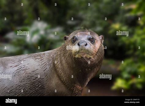 Giant Otter Giant River Otter Pteronura Brasiliensis Native Along