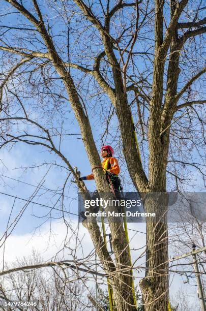 Tree Pruning Ladder Photos And Premium High Res Pictures Getty Images