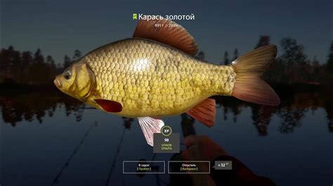 Русская рыбалка 4 новая точка на Медвежке Youtube