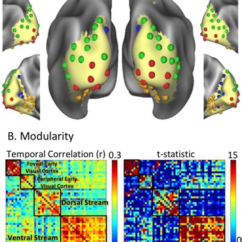 Functional Modules In The Visual Cortex A Each Component Is Download Scientific Diagram