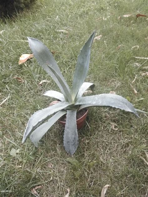 Алое агаве със сини листа гр Сливен Промишлена зона • Olx Bg