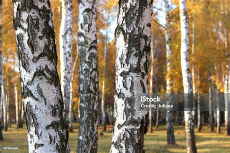 노란색가 자작나무 숲 안개에 나무숲에서 다른 버 치 스 중에 백 화 나무와 아름 다운 장면 0명에 대한 스톡 사진 및 기타