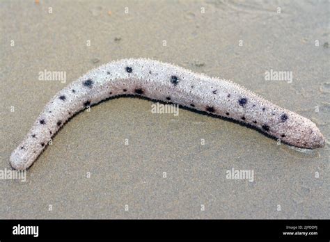 Sea Cucumber On The Shallow Sea Floor On The Beach Echinoderms From