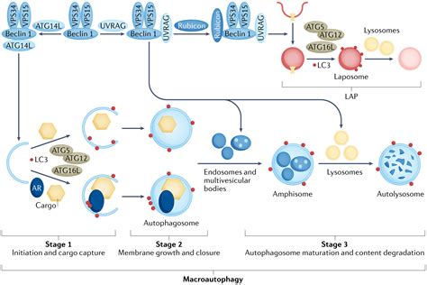 Macroautophagy In Cns Health And Disease Abstract Europe Pmc