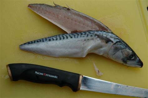 Mackerel Baits Talk Sea Fishing