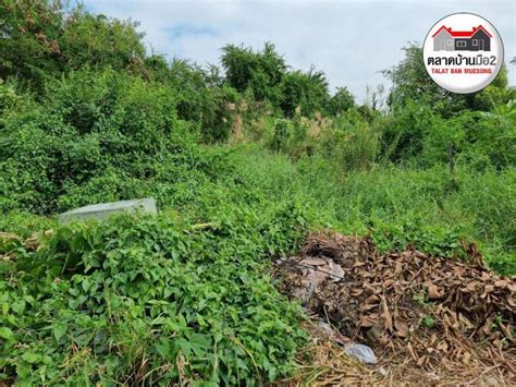ขาย ที่ดิน ต้องการขายด่วน ที่ดินเปล่าใกล้ถนนสุขุมวิท117 1900 ตรม 2 ไร่
