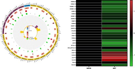 Frontiers Disruption Of Chlorophyll Metabolism And Photosynthetic Efficiency In Winter Jujube