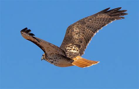 Red Tailed Hawk Buteo Jamaicensis Fuertesi Photograph Of Photo Of Image Of