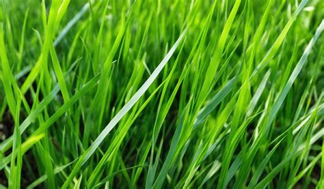 Best Grass Seed For Dog Urine Resilience
