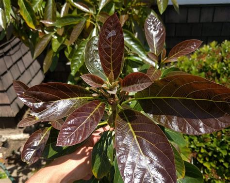 Avocado Plant Brown Tips