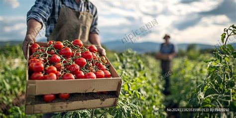 Ai创作图采摘西红柿 农业品牌种植业 采摘番茄 农业采摘种植收获丰收 西红柿采摘 农业形象片 番茄采摘 农产品农业 农产品西红柿 农产品销售 采摘小番茄 种植管理农业水果业 冬春季番茄生产 农