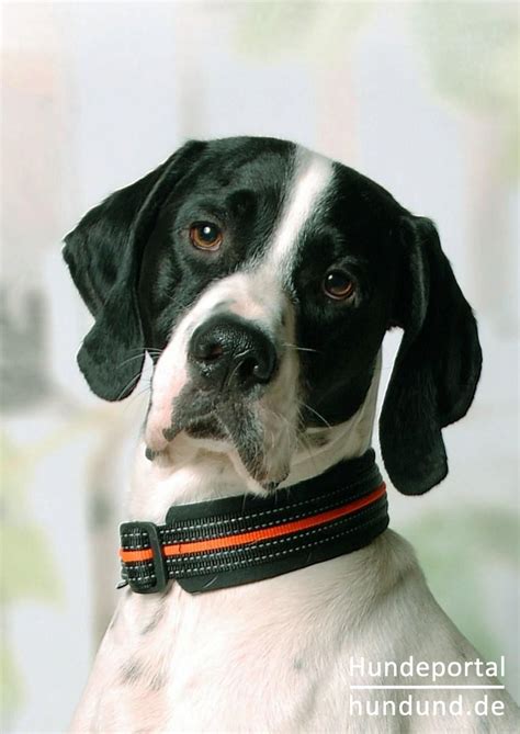 Pointer English Pointer Foto 46775 Hundundde