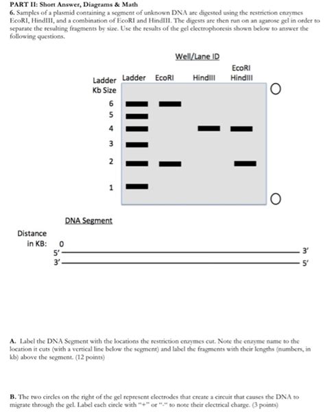 Solved Samples Of A Plasmid Containing A Segment Of Unknown