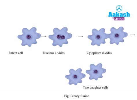 Algae Characteristics Reproduction And Evolution Aesl