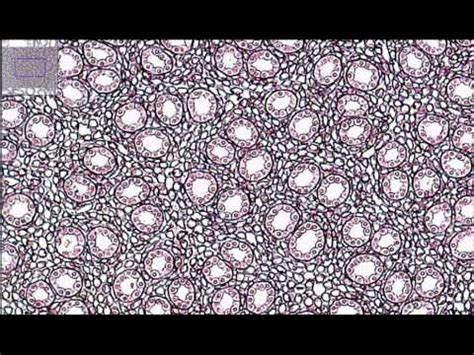 Simple Cuboidal Mp YouTube