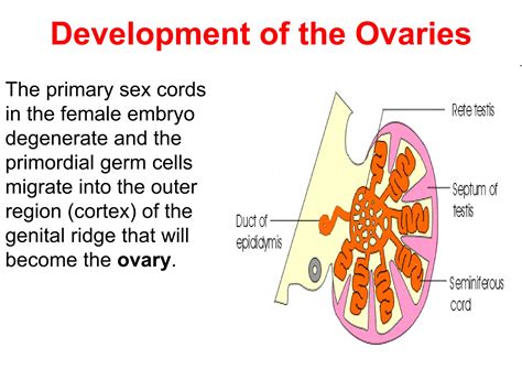 Development Of Male Genital System Mbbs Pptx