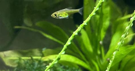 Kubotai Rasboras Album On Imgur