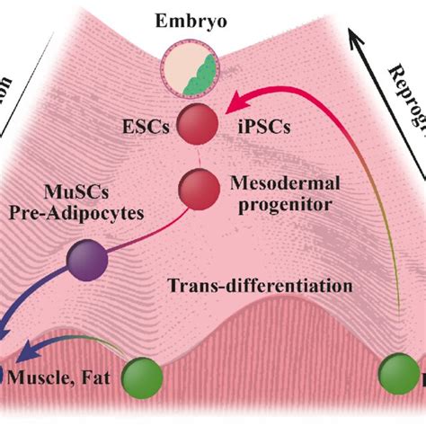 Differentiation Potential Of Stem Cells The Transition From Embryonic
