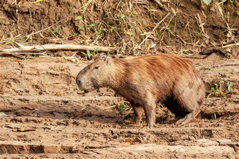 The Capybara Or Greater Capybara The Largest Living Rodent Native To