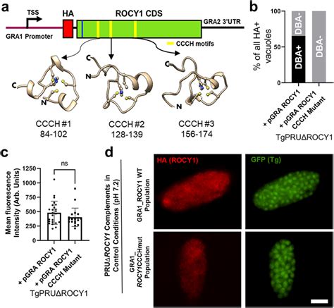 Mutating All 3 Ccch Zinc Finger Binding Domains Of Rocy1 Abolishes The
