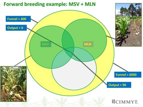 Molecular Assisted Breeding In Maizepdf