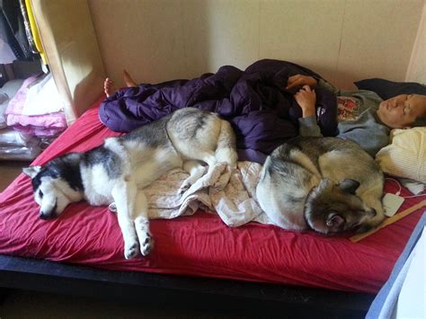 누구나 결혼생활에 애로사항이 있겠지 나도 같아 내 애로사항은 휴 멍이들이랑 같이 한침대에서 못잔지 한참 된거라는 거야 ㅠㅠ 이제 큰놈은 세상 떠나