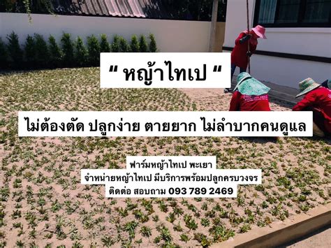 Cactus Cactus House บ้านสวนแคคตัส สับปะรดสีและไม้อวบน้ำ