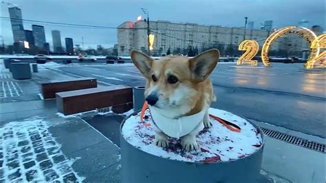 Принести радость просто Разрешить прохожим сфоткать свою собаку Youtube