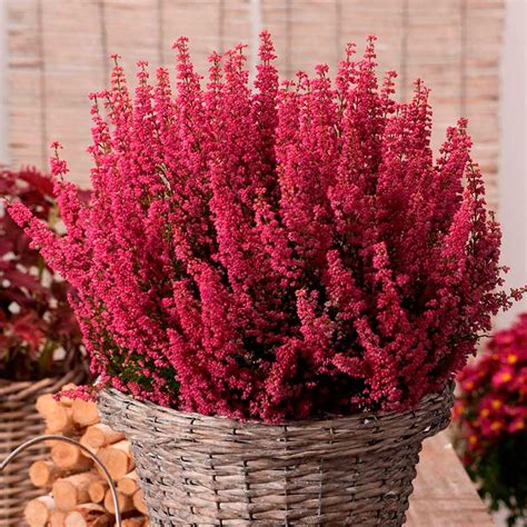 Комнатное растение Вереск — фото описание и уход Вредители и болезни растений борьба с ними