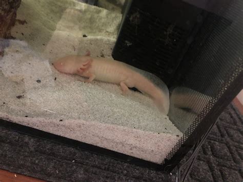 With His Sex And Adult Size Confirmed Piccolo Is Ready For A Tankmate Meet Kami R Axolotls