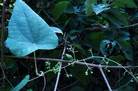 Cyclea Peltata Eflora Of India