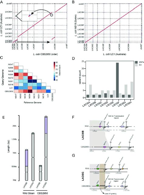 L Cidri Long Read Genome Assembly A Genome Synteny Analysis Of 253 Download Scientific