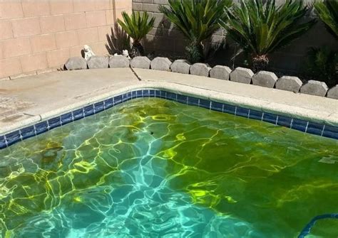 What Does Mustard Algae Look Like Pictures Attached