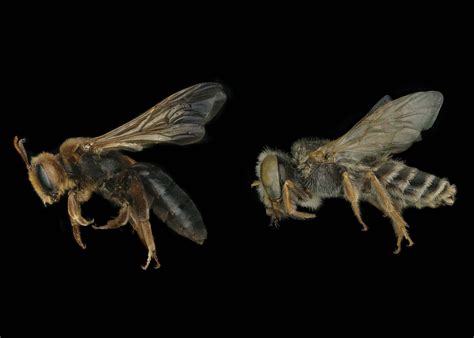 Whats That Bee Announcing The First Online Identification Key To The Bees Of Uganda And East