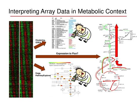 Ppt Introduction To Steady State Metabolic Modeling Powerpoint Presentation Id3372565