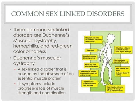 Ppt Sex Determination And Sex Linkage Powerpoint 9312 Hot Sex Picture