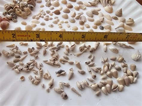 Fossilized Shell Fossil Id The Fossil Forum