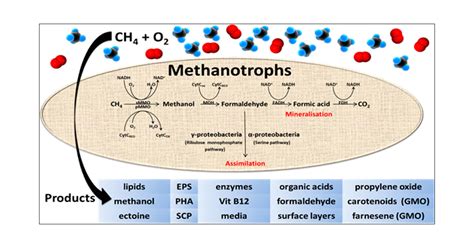 Methane As A Resource Can The Methanotrophs Add Value Environmental Science And Technology