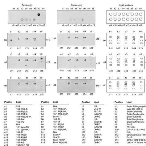 Proteinlipid Overlay Analysis A D Proteinlipid Overlay Assay Using Download Scientific