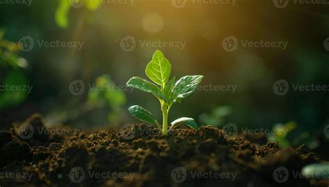 Un Joven Planta Emergente Desde El Suelo Progreso Y Evolución Concepto