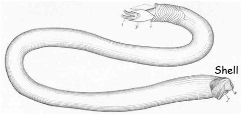 Eating Shipworms To Save The World