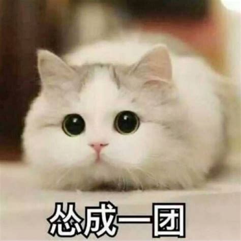 怂表情包 可爱 怂表情包可爱 伤感说说吧